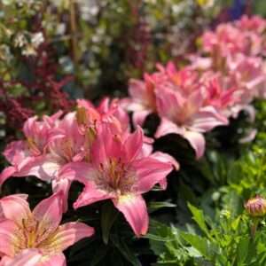 Linlithgow - Caulders Garden Centres