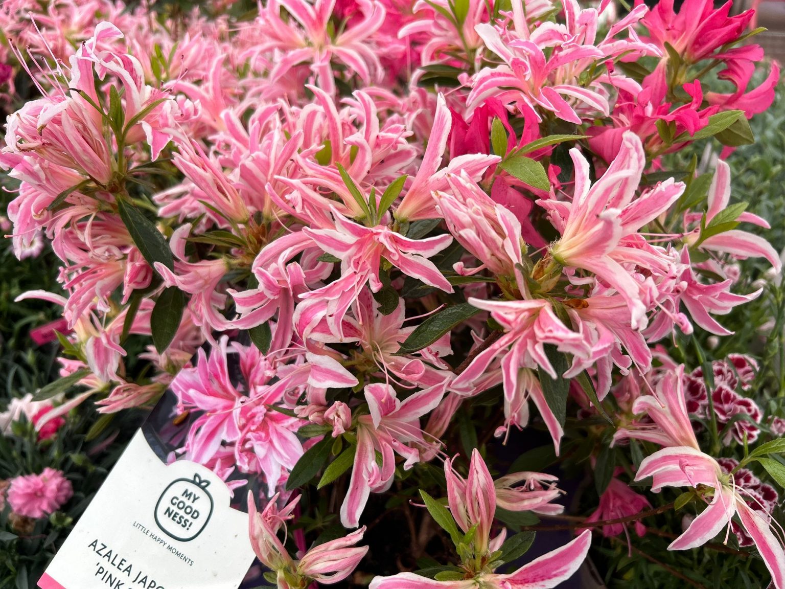 Barry's Plant of the Week! - Caulders Garden Centres
