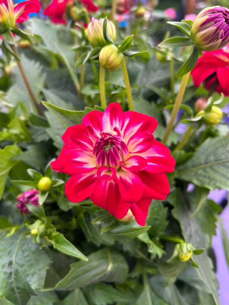 Barry's Plant of the Week! - Caulders Garden Centres
