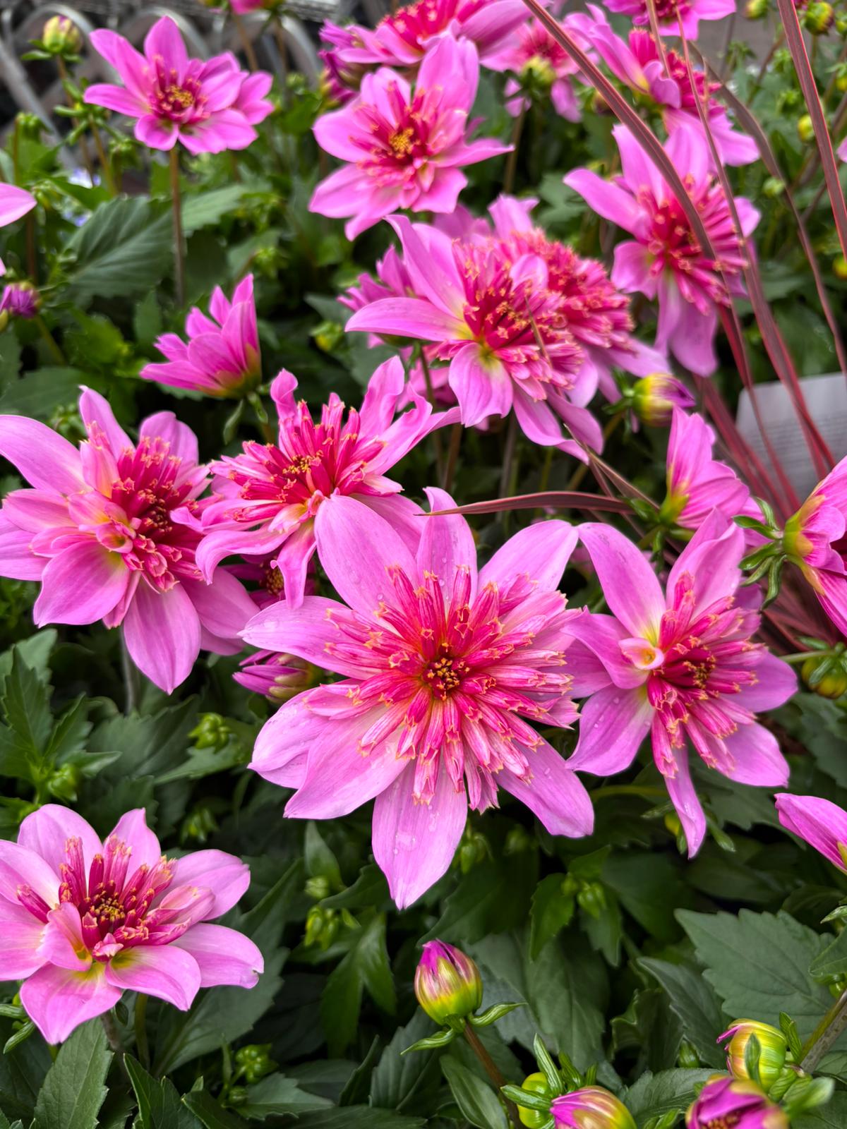 Barry's Plant of the Week! - Caulders Garden Centres