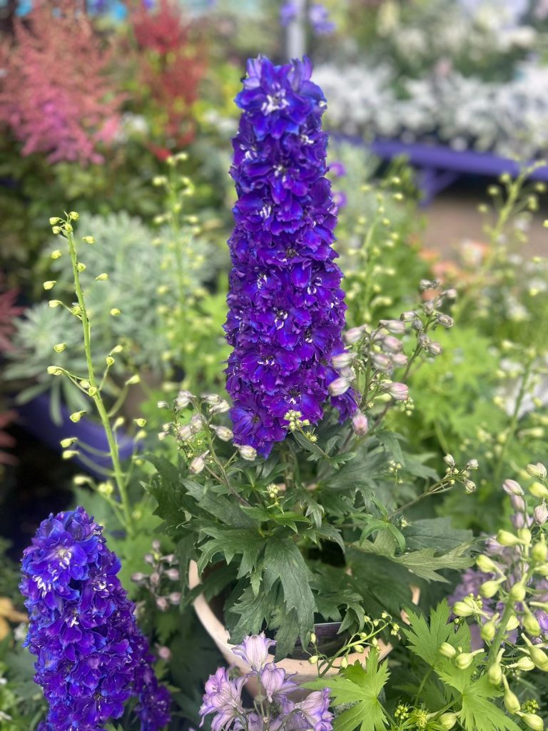 Barry's Plant of the Week! - Caulders Garden Centres