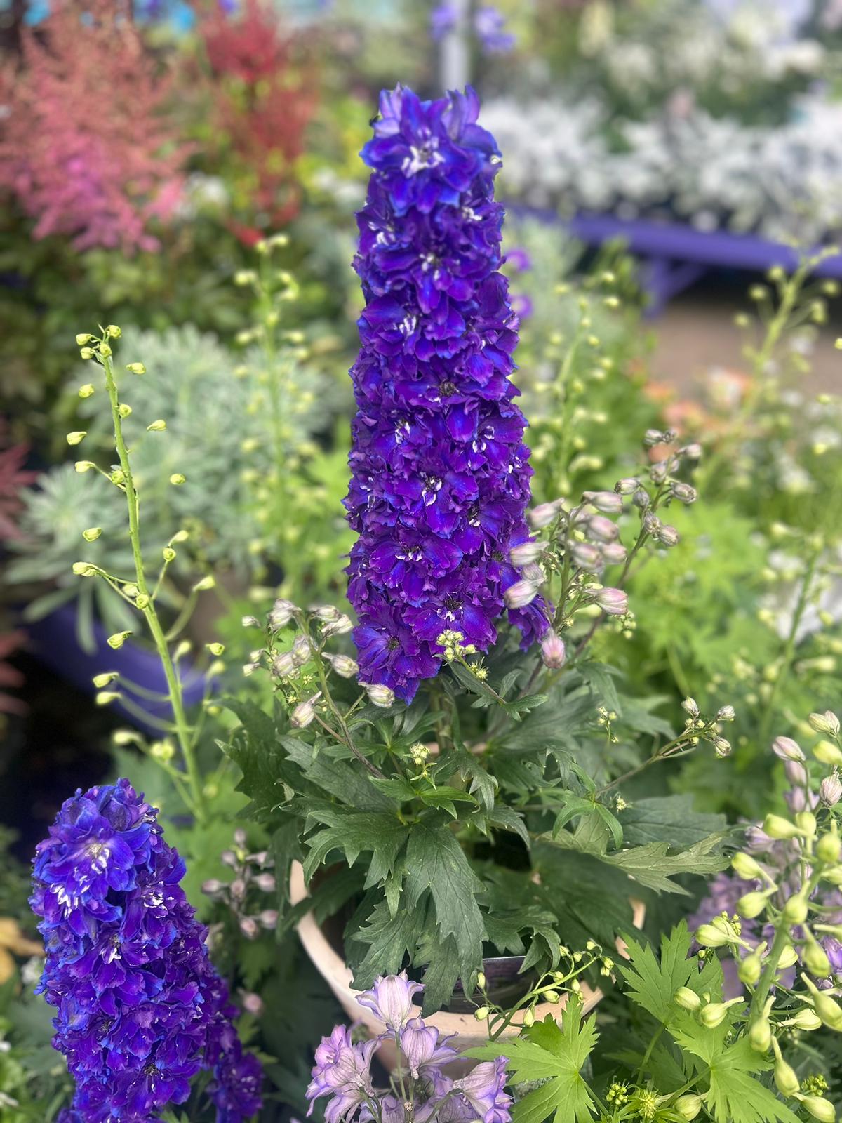 Barry's Plant of the Week! - Caulders Garden Centres
