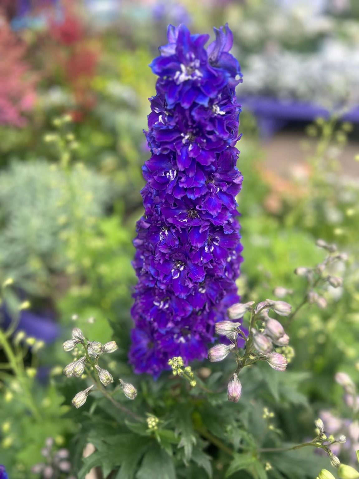 Barry's Plant of the Week! - Caulders Garden Centres