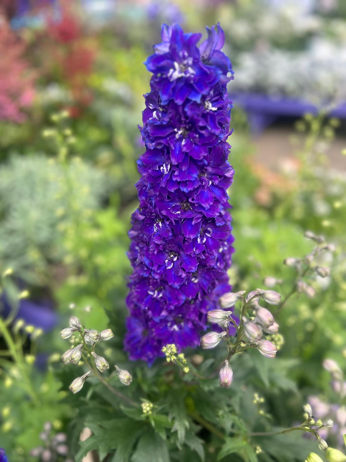 Barry's Plant of the Week! - Caulders Garden Centres