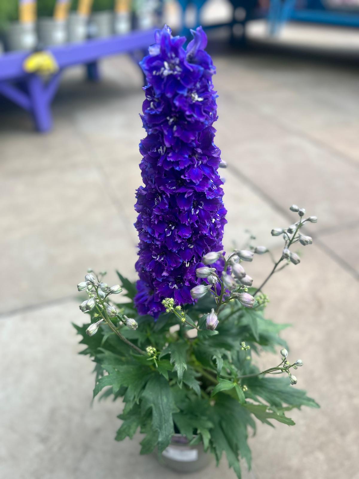 Barry's Plant of the Week! - Caulders Garden Centres