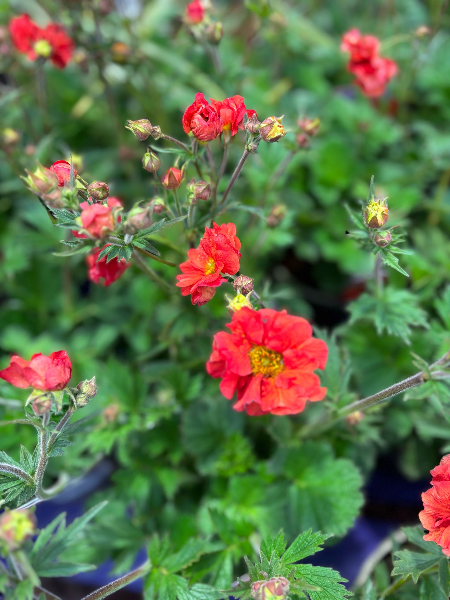 Barry's Plant of the Week! - Caulders Garden Centres