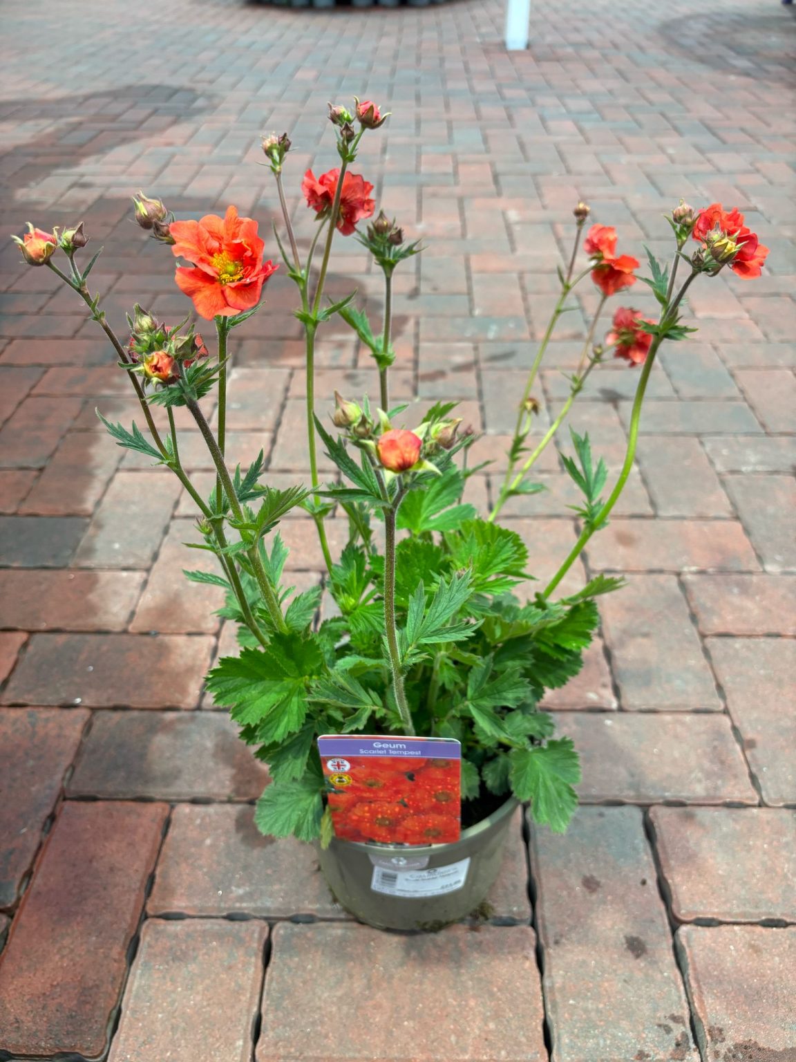 Barry's Plant of the Week! - Caulders Garden Centres