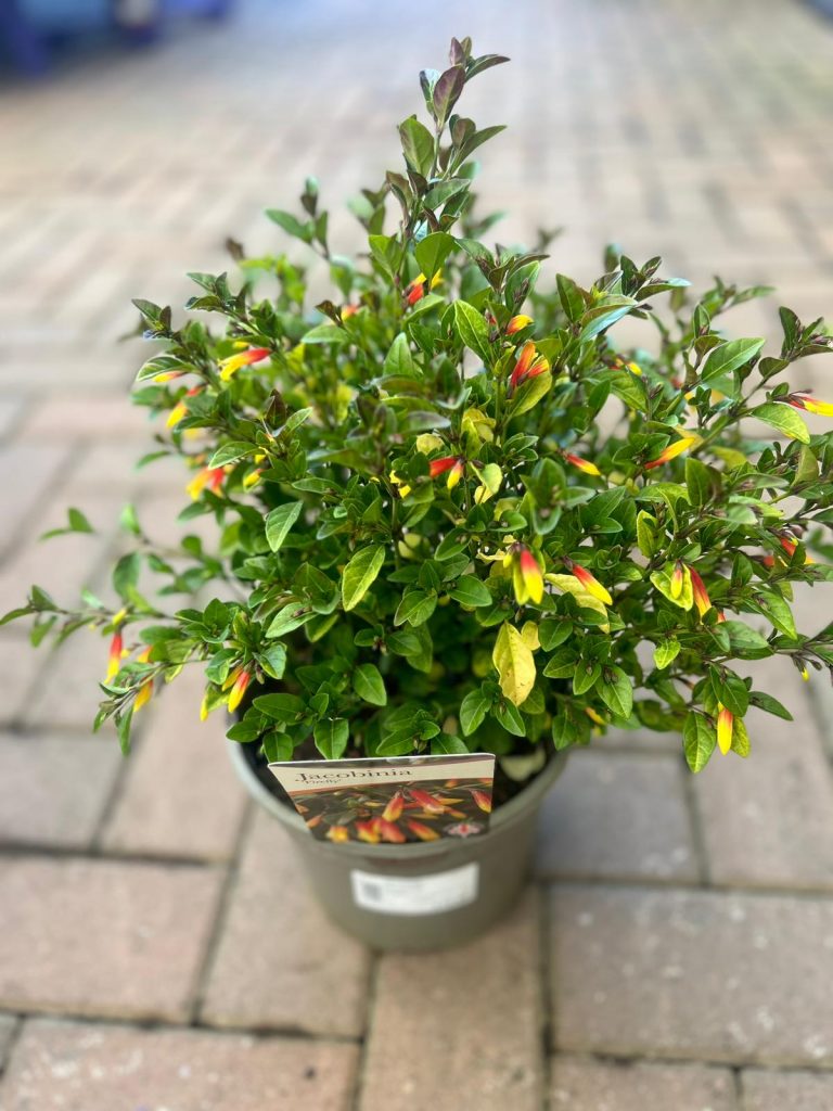 Barry's Plant of the Week! - Caulders Garden Centres