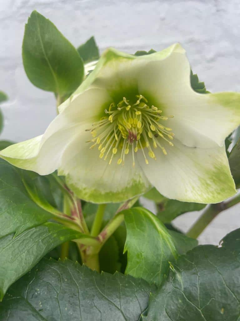 BARRY'S SPECIAL PLANT OF THE WEEK! - Caulders Garden Centres
