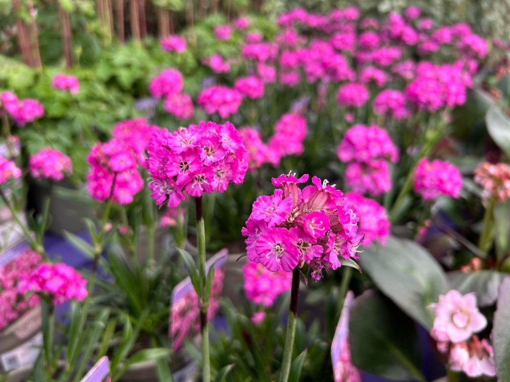 Barry's Plant of the Week! - Caulders Garden Centres