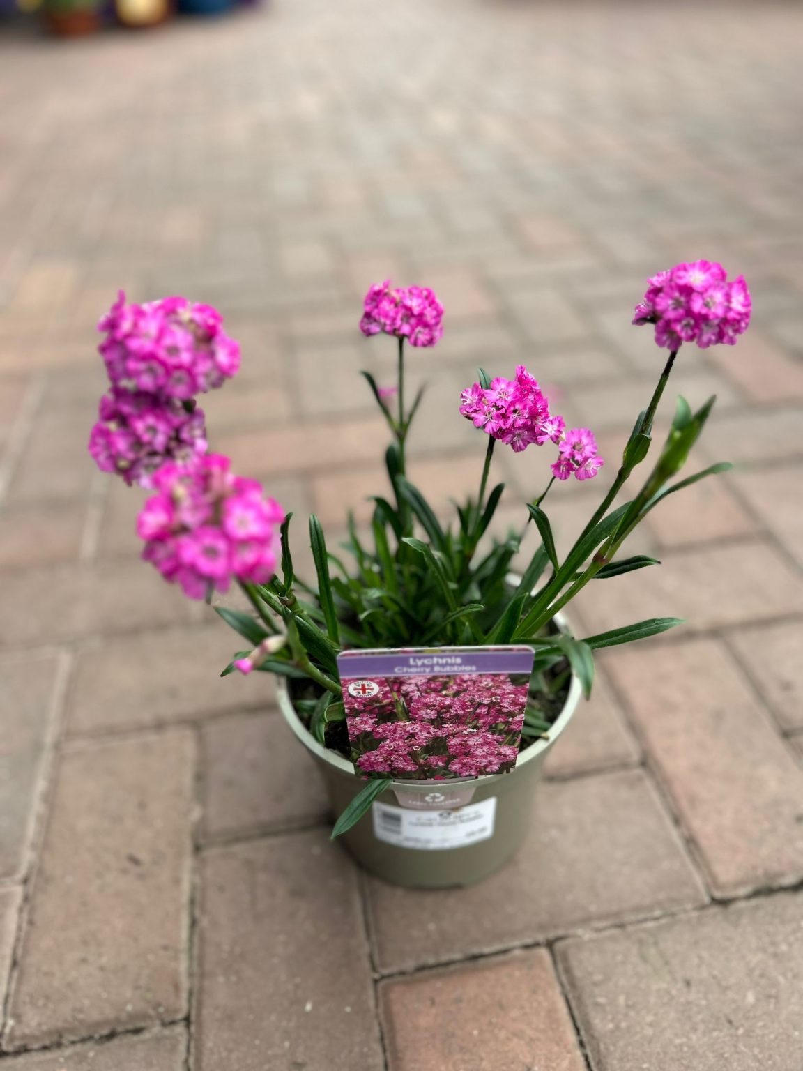 Barry's Plant of the Week! - Caulders Garden Centres