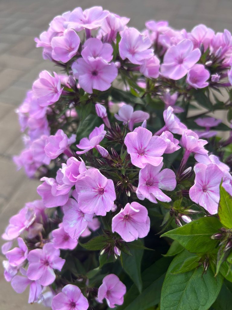 Barry's Plant of the Week! - Caulders Garden Centres