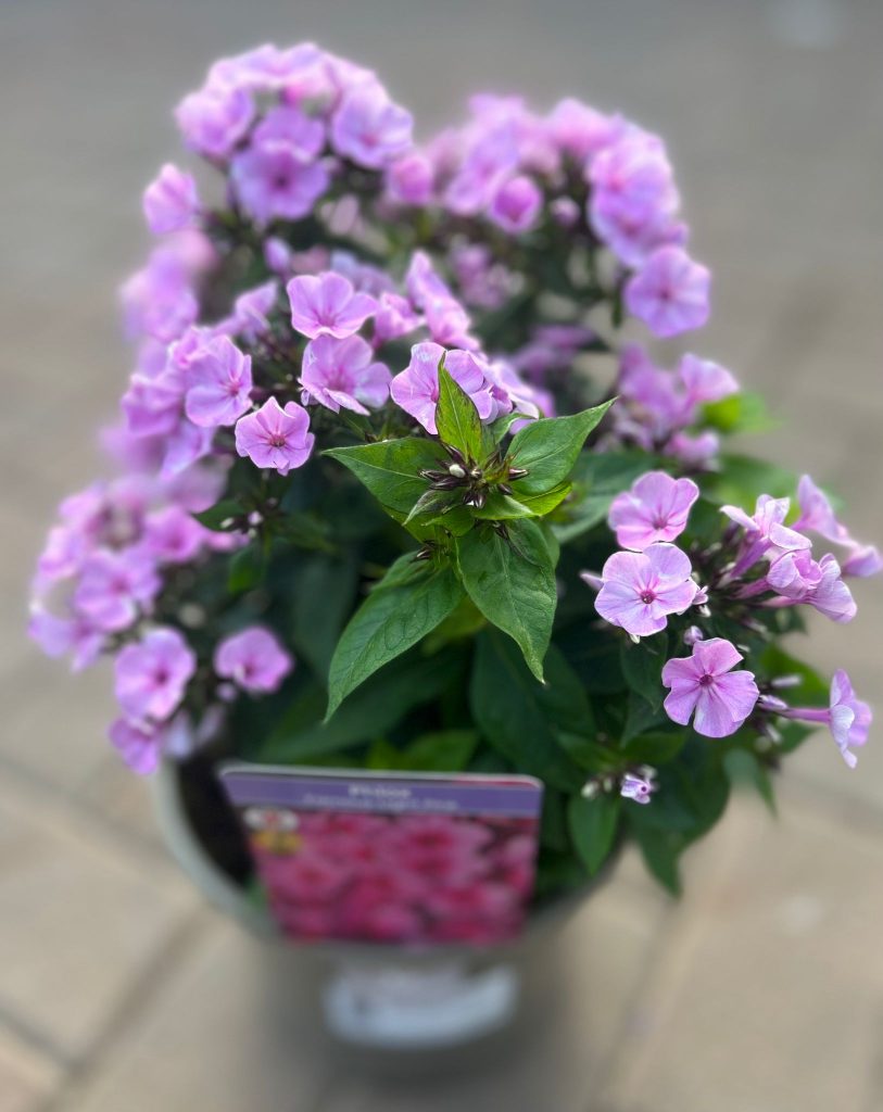 Barry's Plant of the Week! - Caulders Garden Centres
