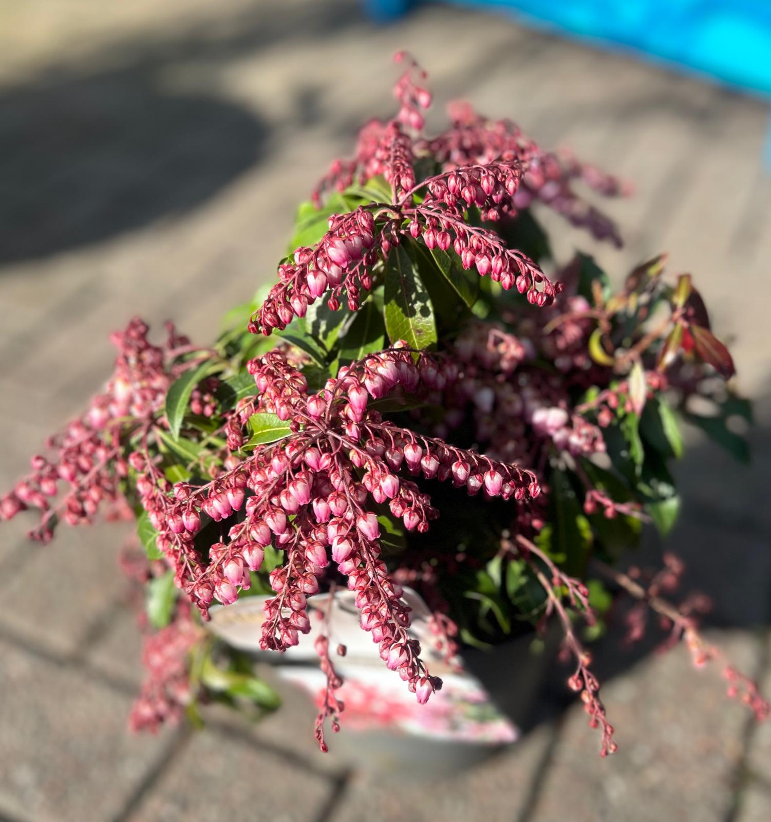 Barry's Plant of the Week! - Caulders Garden Centres