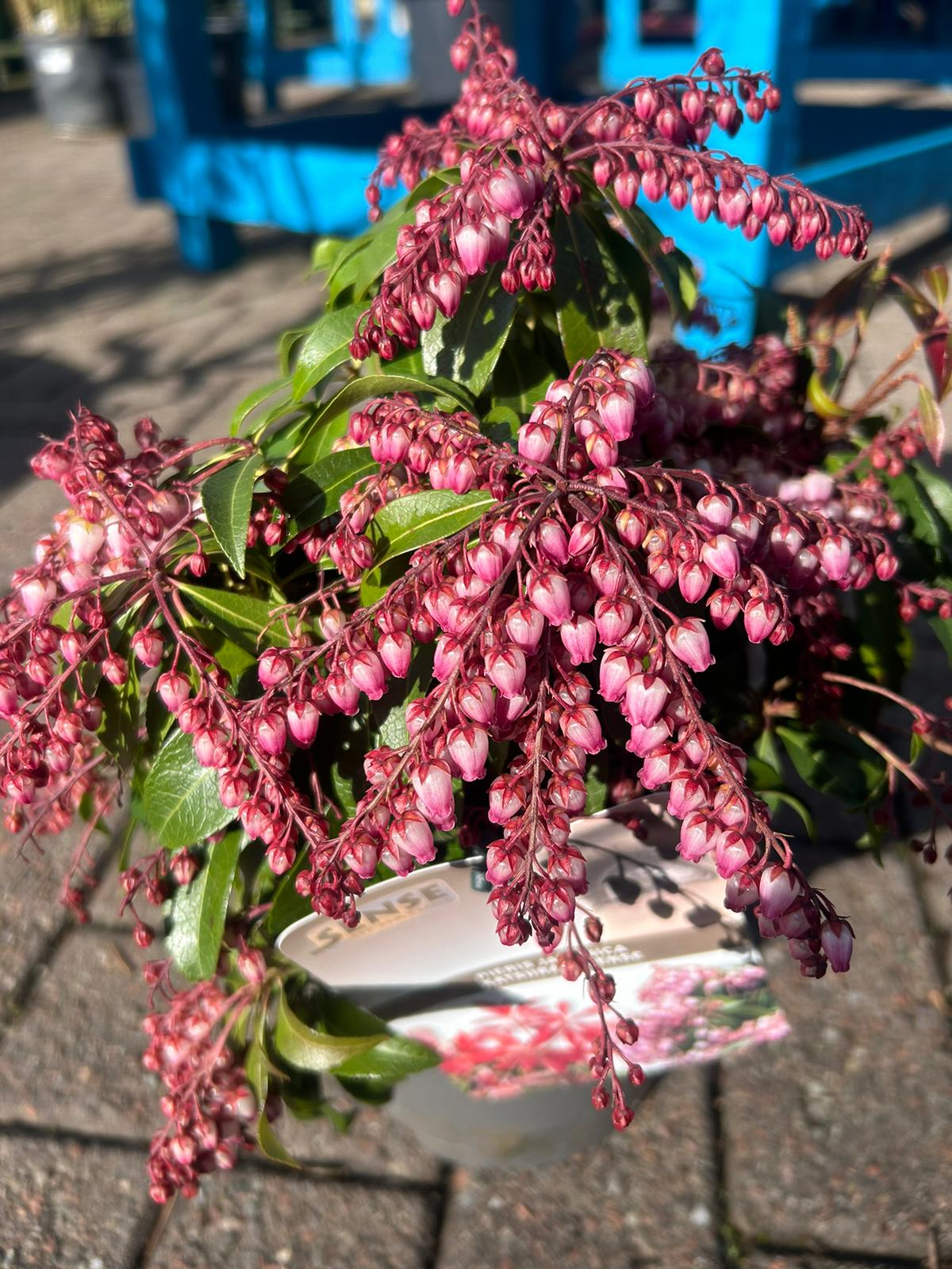 Barry's Plant of the Week! - Caulders Garden Centres
