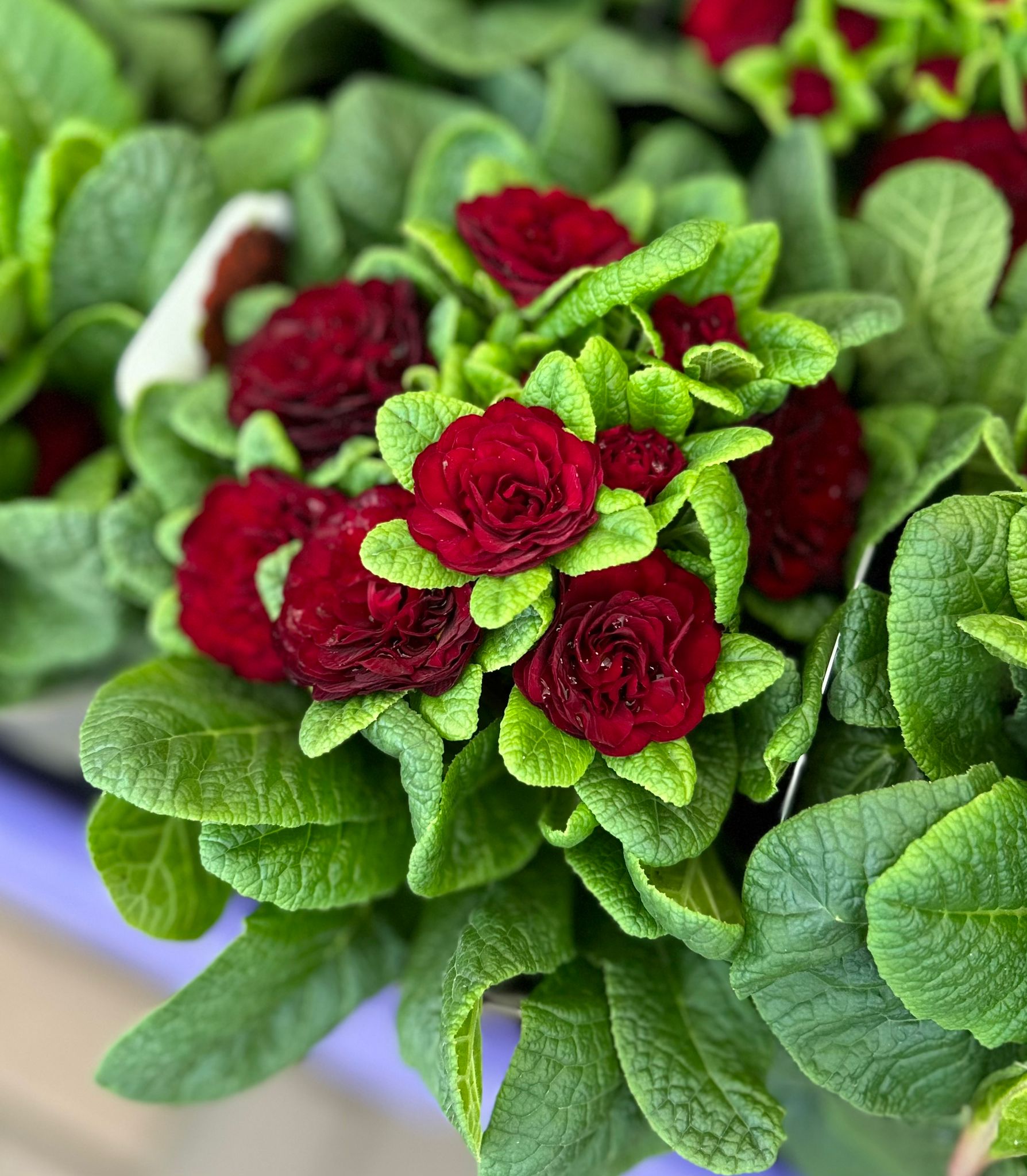 Barry's Plant of the Week! - Caulders Garden Centres