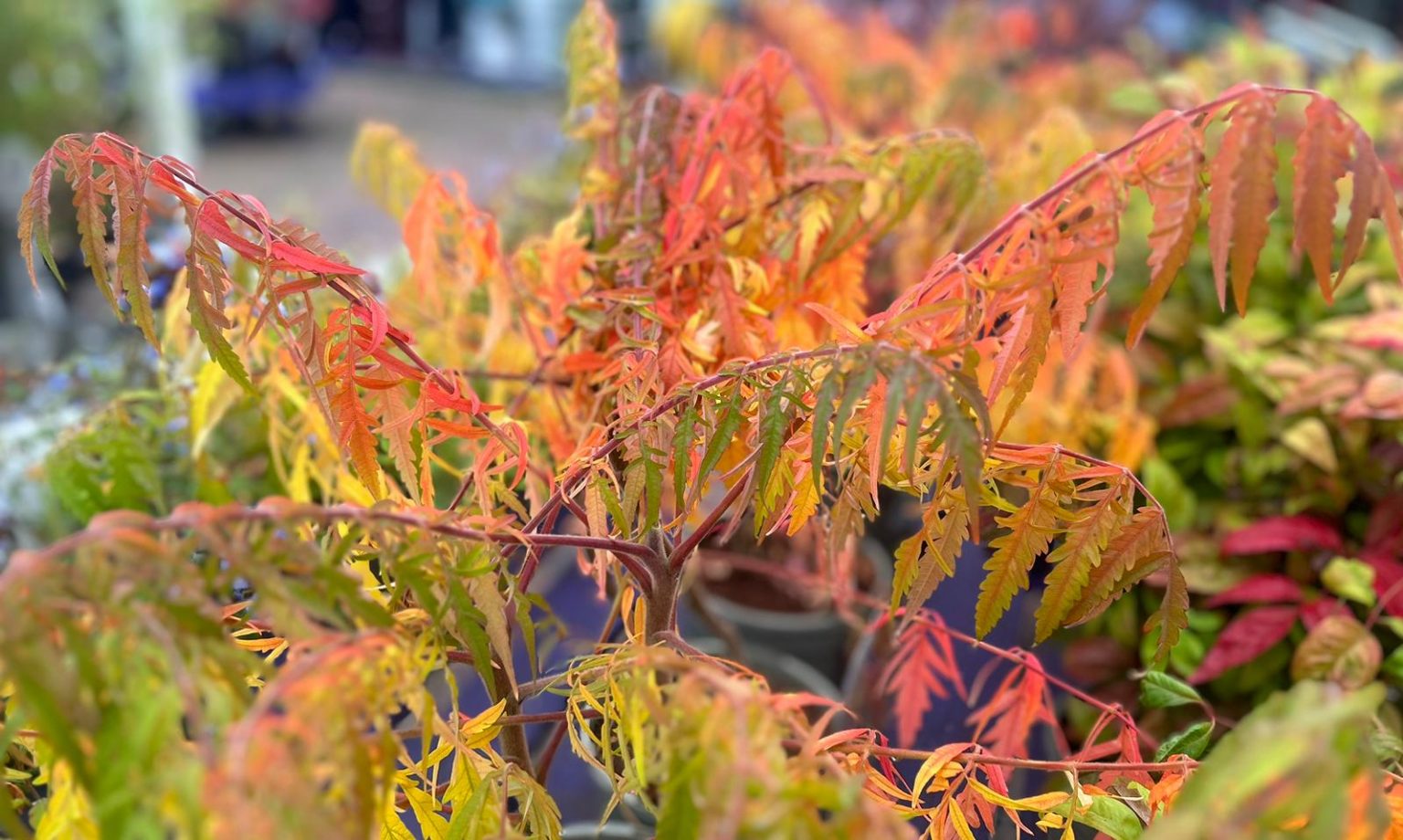 Barry's FINAL Plant of the Week for 2024!!! - Caulders Garden Centres