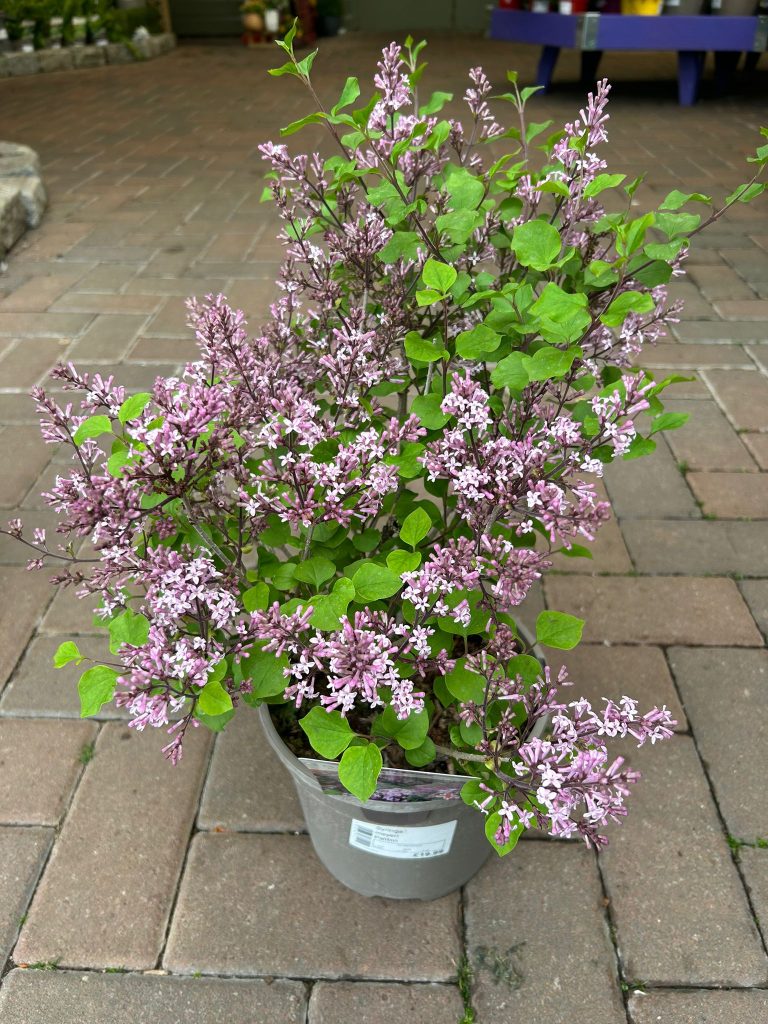 Barry's Plant of the Week! - Caulders Garden Centres