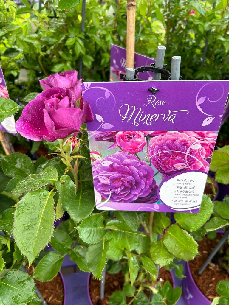 Barry's Plant of the Week - Caulders Garden Centres