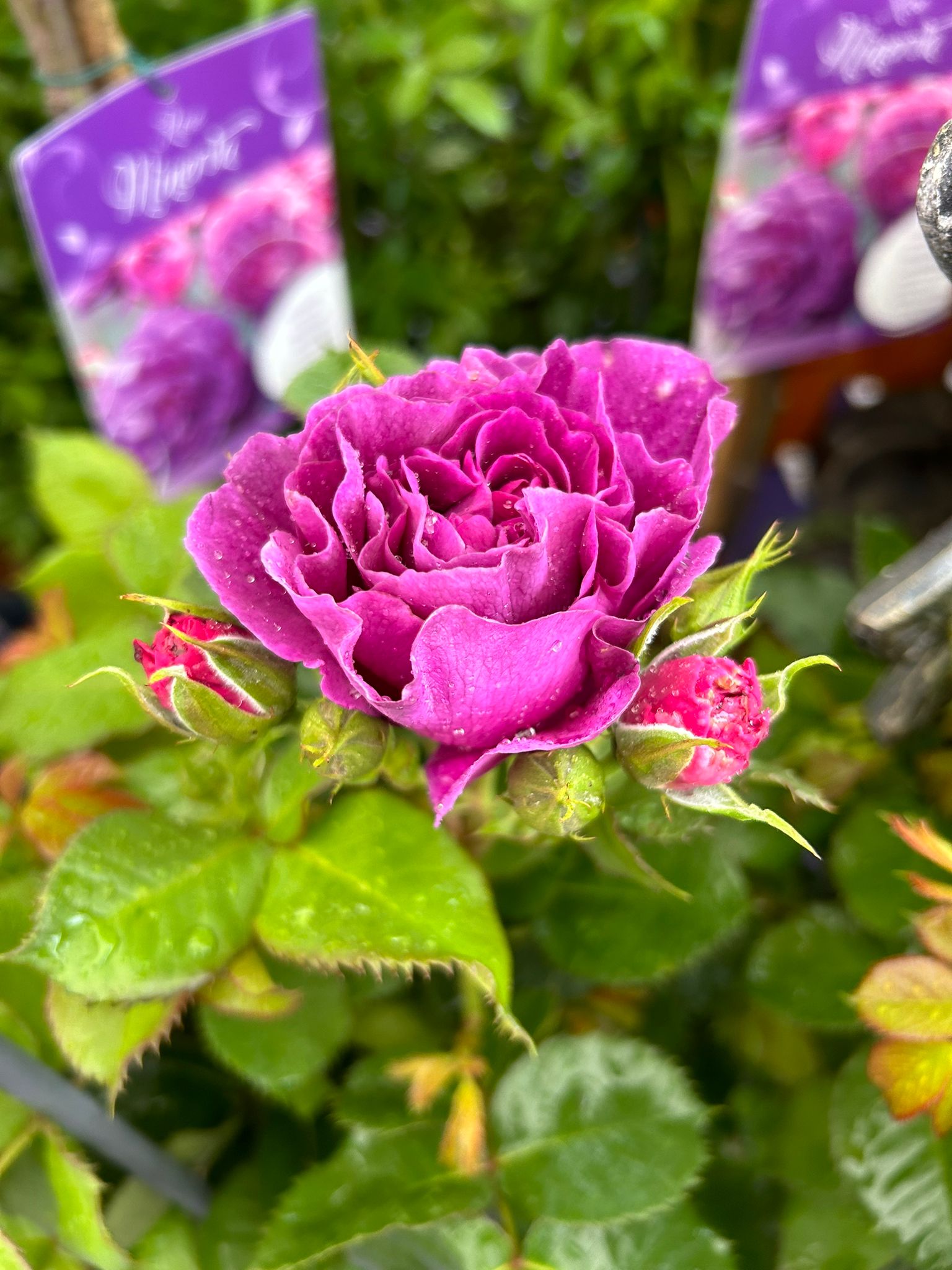 Barry's Plant of the Week - Caulders Garden Centres